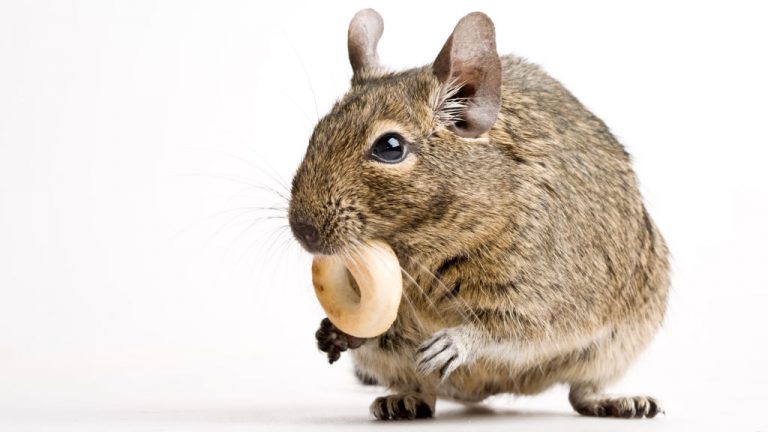 ¿Como cuidar a un degu? Todos los cuidados de los degus