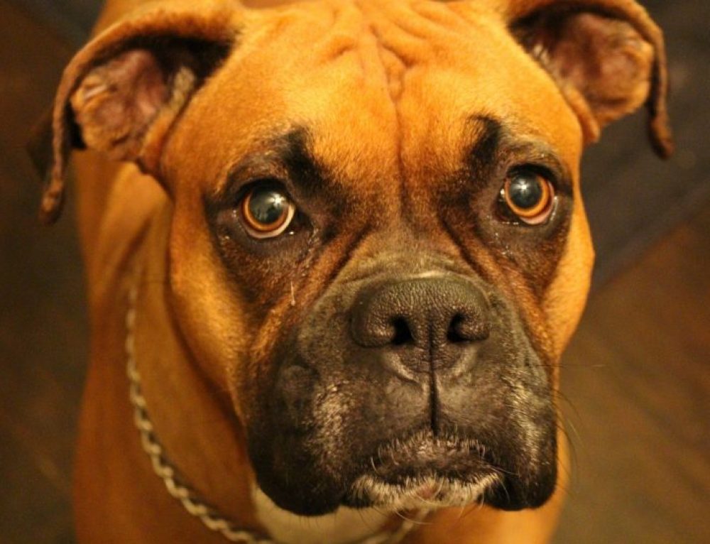 Raza de Perro Bulldog Frances - Miwuki