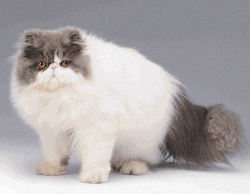 Gato persa: todo lo que necesitas saber