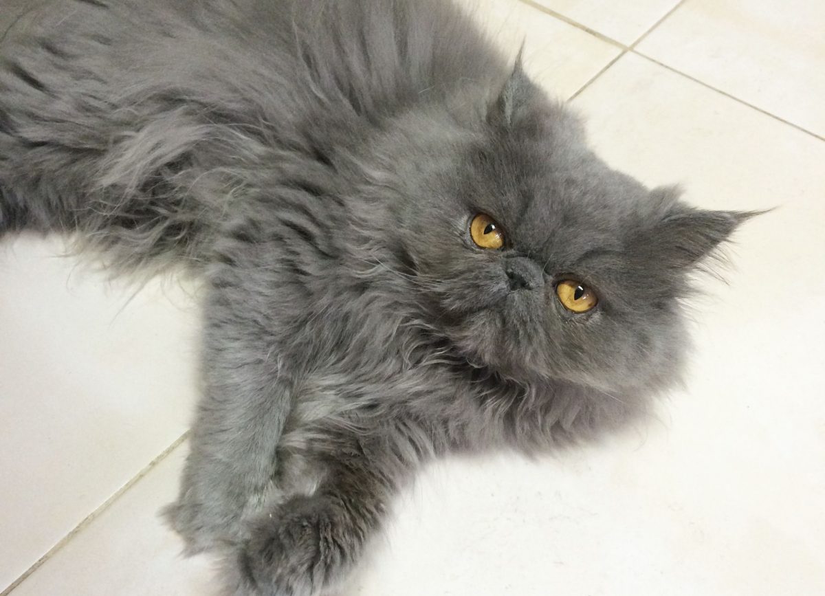 Gato persa: todo lo que necesitas saber