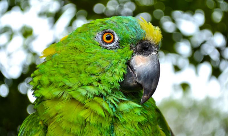 Si quieres adoptar un loro, esto es lo que debes saber