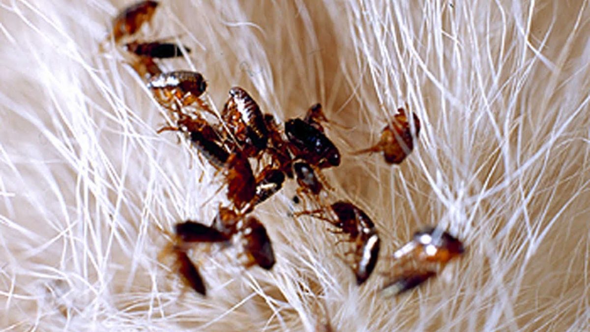 Protegiendo a tu perro de los parásitos - Combate los parásitos