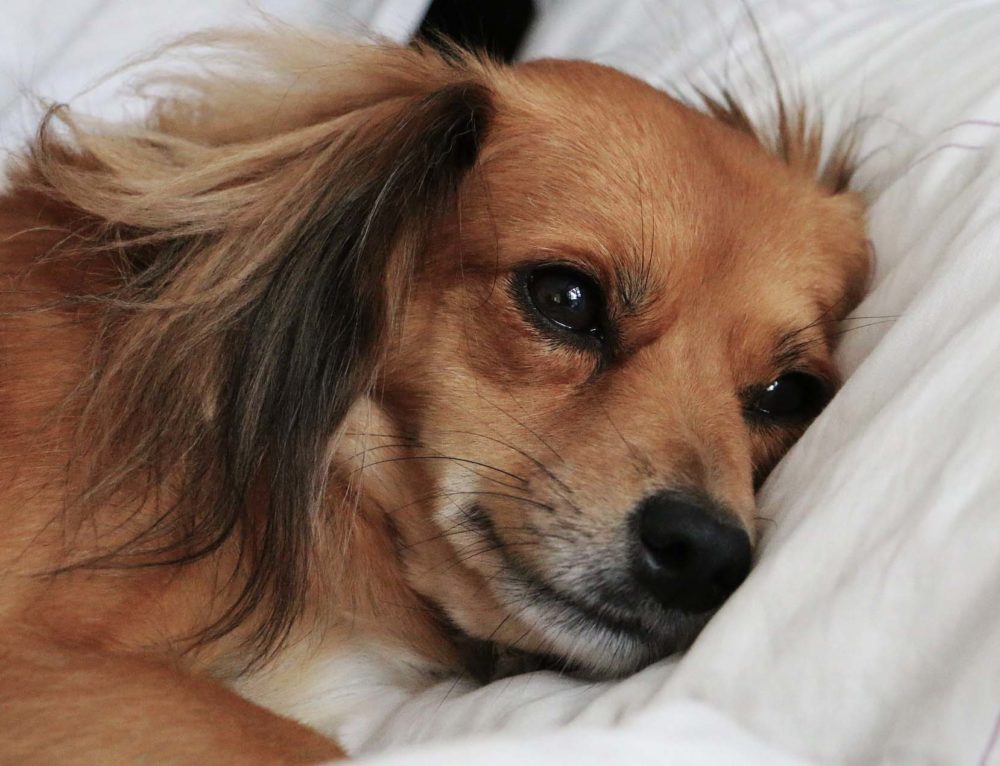 Las enfermedades más comunes de un perro con mala alimentación